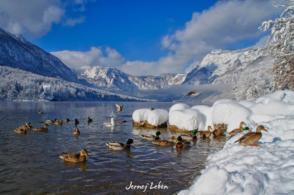 50 Stunning Photos That Will Make You Want To Visit Slovenia This Winter