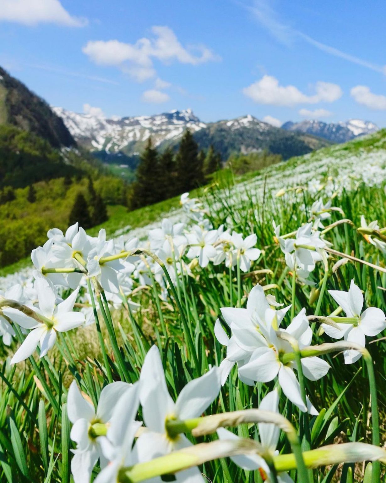 12 Most Amazing Photos Of Daffodils Blooming On The Slopes Of Mt ...