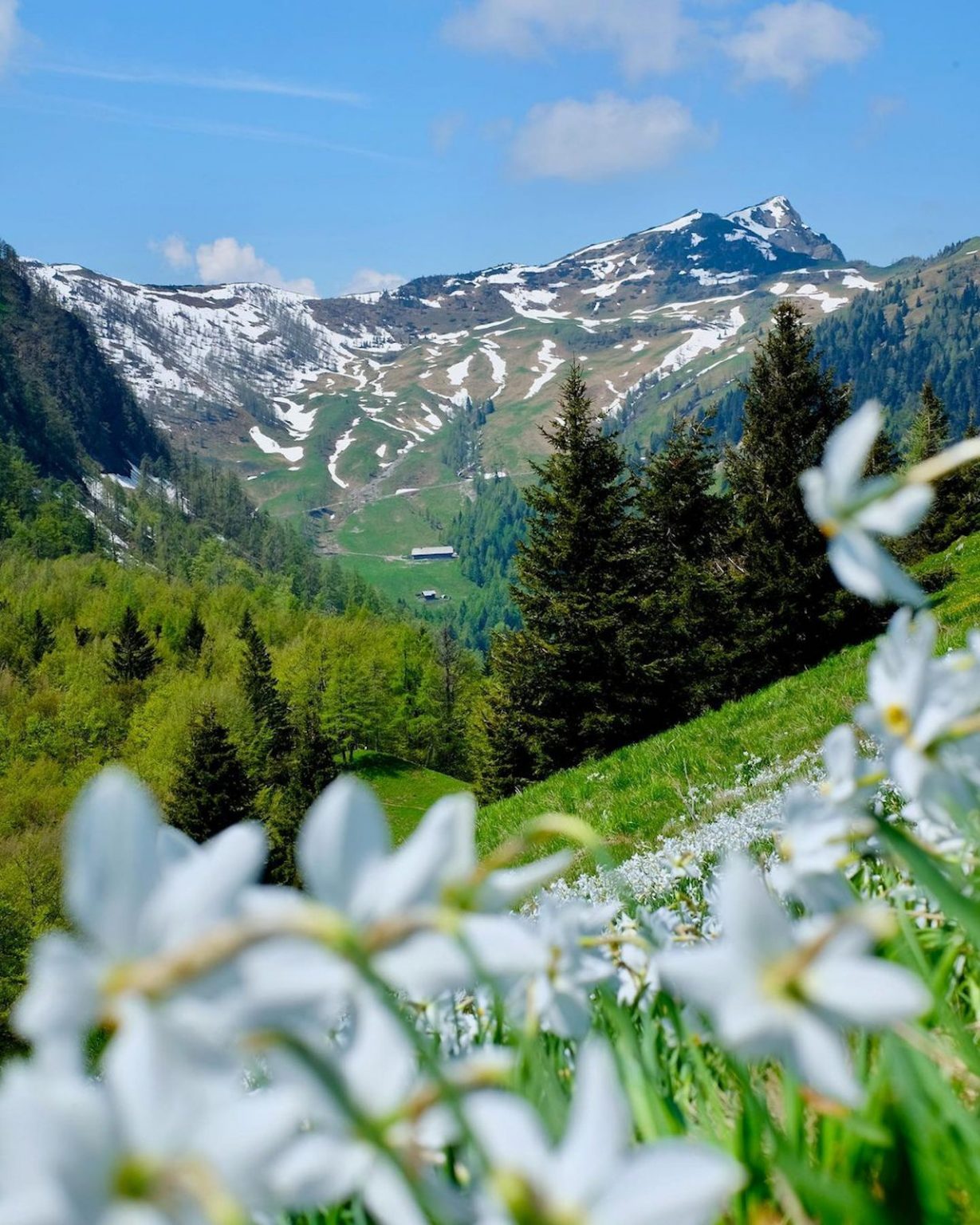 12 Most Amazing Photos Of Daffodils Blooming On The Slopes Of Mt ...